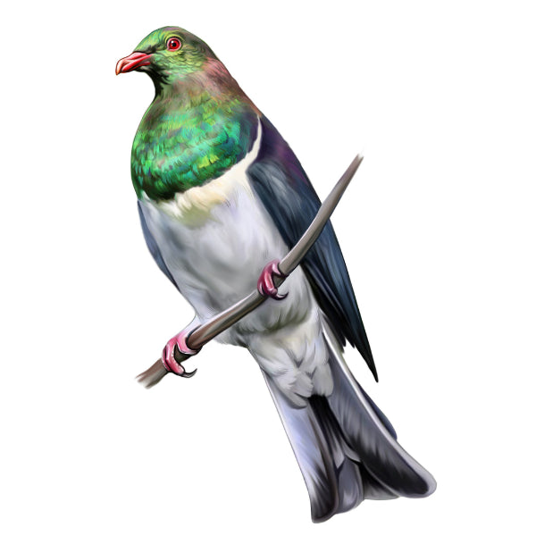Native Birds & Fauna Transfer - Kereru