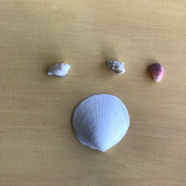 Coastal Classics CC12 Clam Shell | Latex Mouldings | Dooney & Daughters